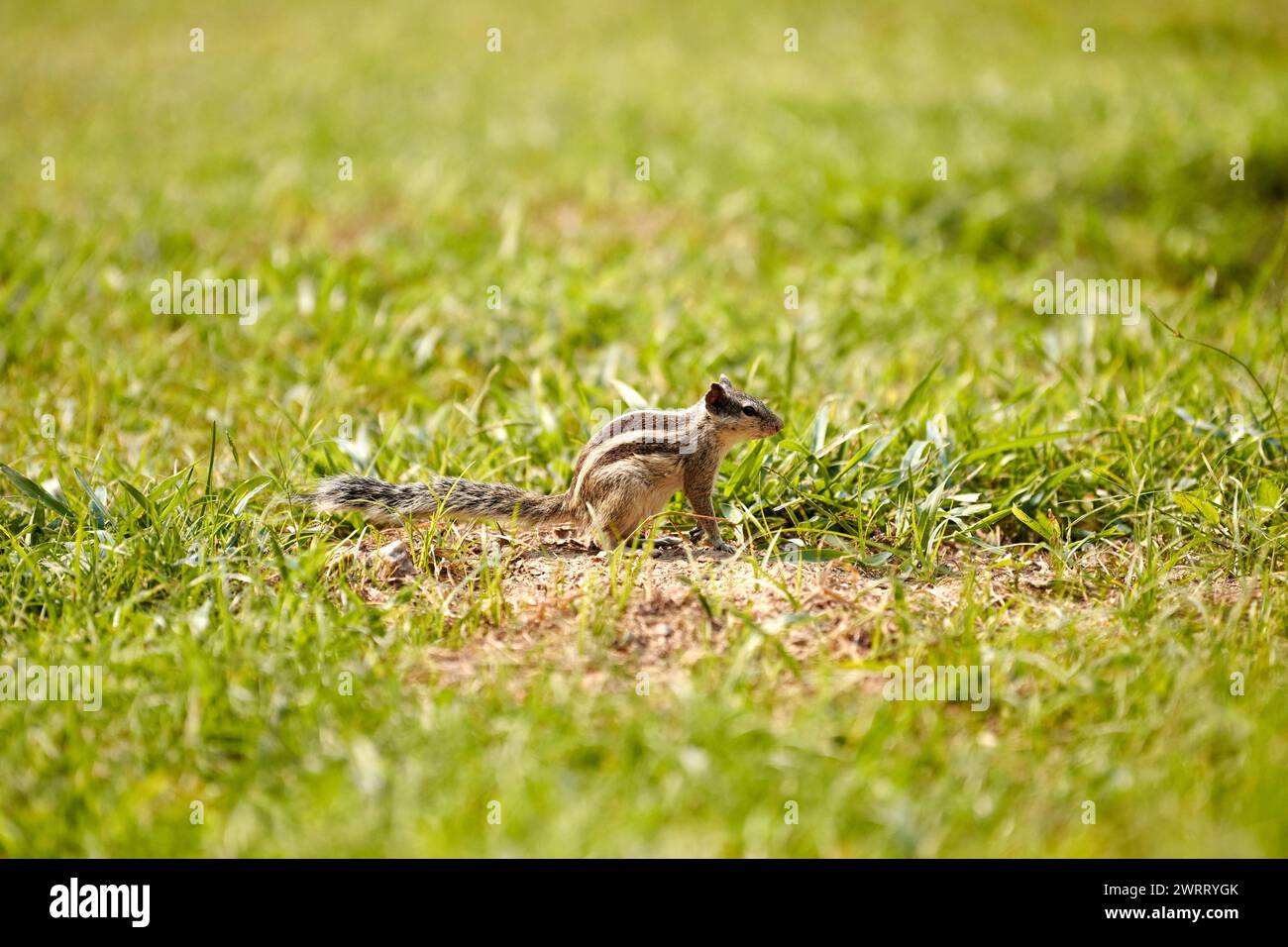 Charming little chipmunk sitting on green grass lawn and eats nuts ...