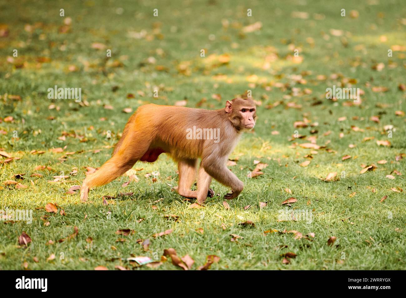 Cute little monkey walks on green lawn in Indian public park evoking ...