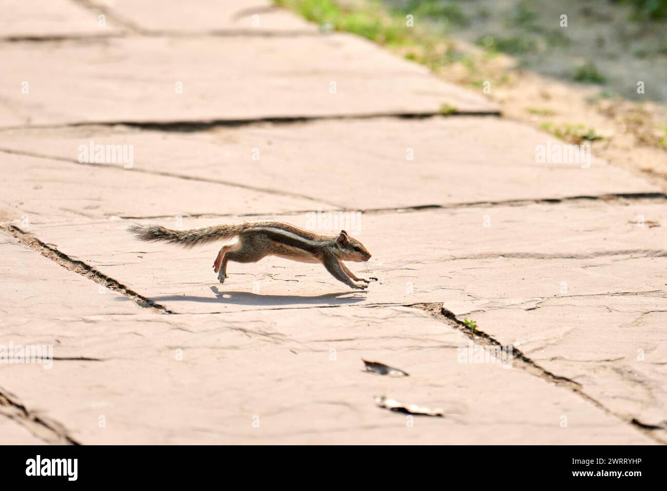 Cute little chipmunk nimble and fast crossing parkway and jumps, fluffy ...