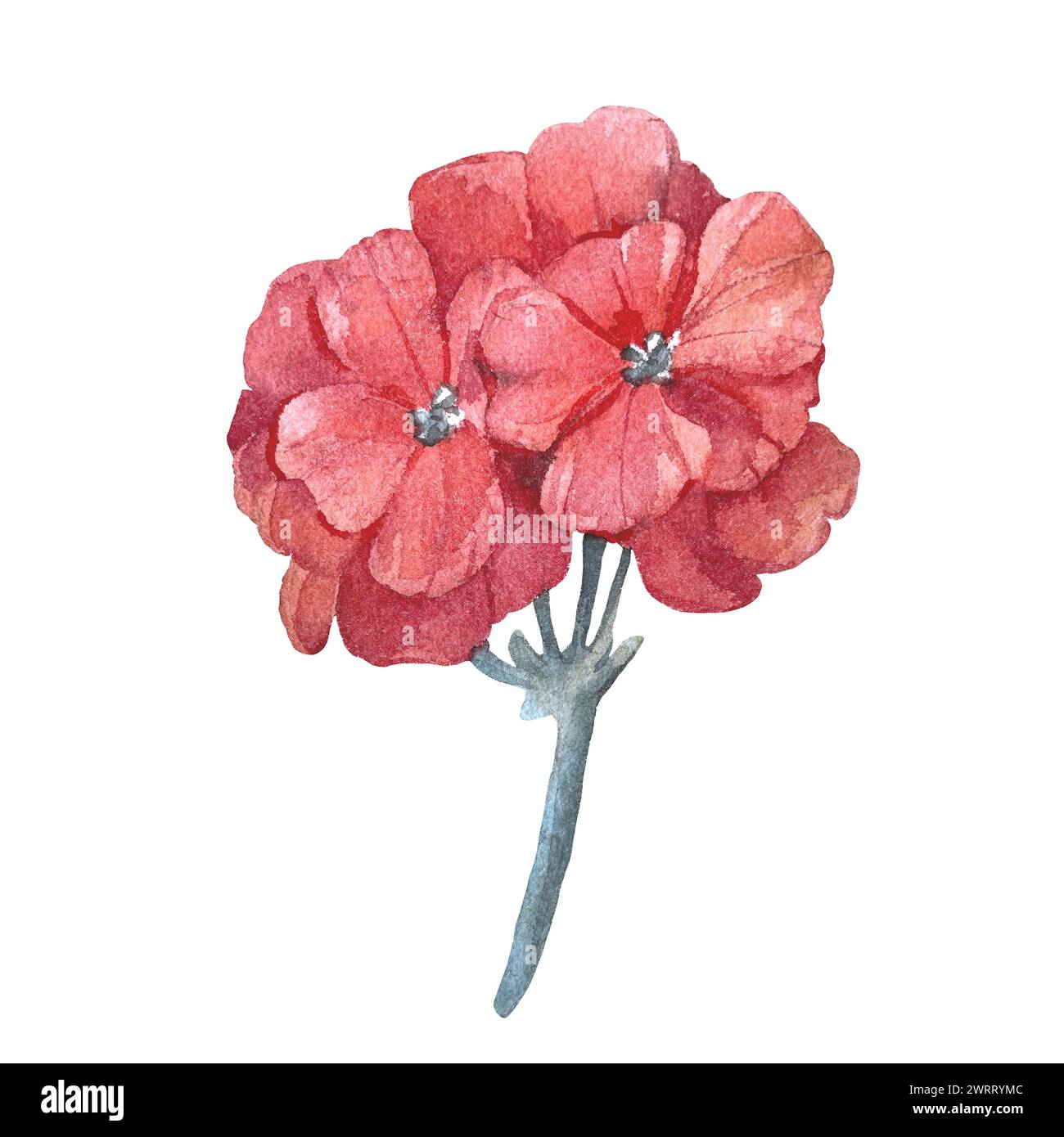 Red geranium flowers isolated on white background. Hand painted in ...