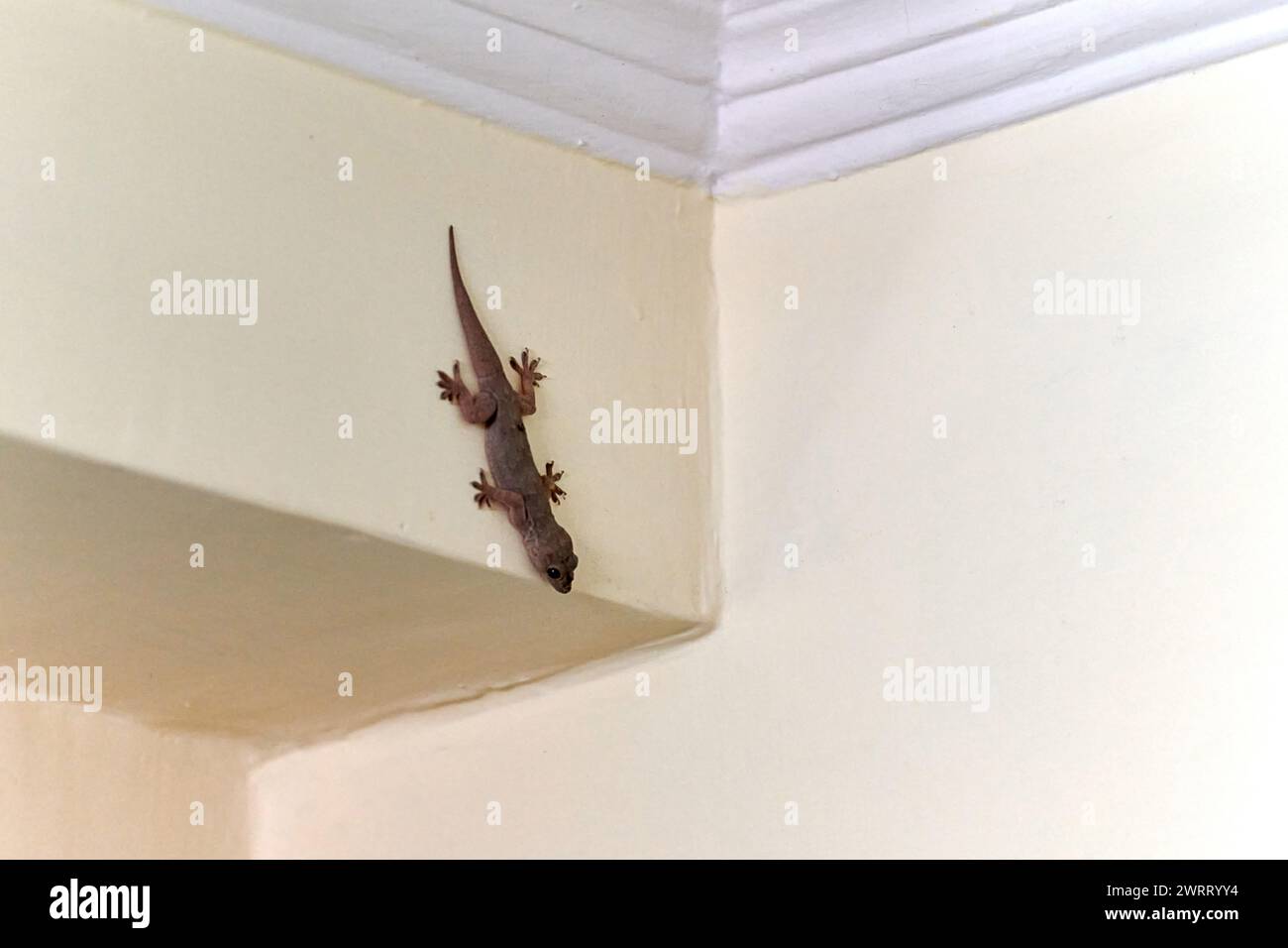 Small nimble gecko crawls on wall inside house, delicate feet of cute ...