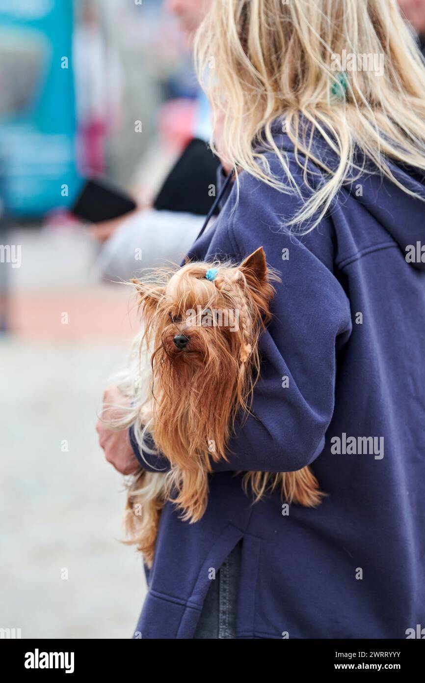 Miniature long haired yorkie hi-res stock photography and images - Alamy