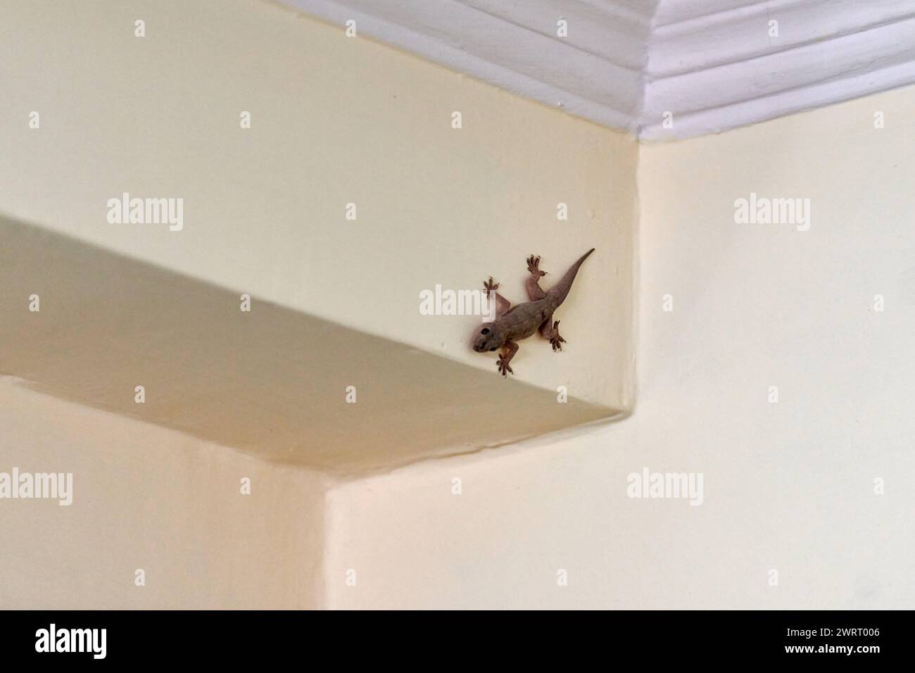 Small nimble gecko crawls on wall inside house, delicate feet of cute ...