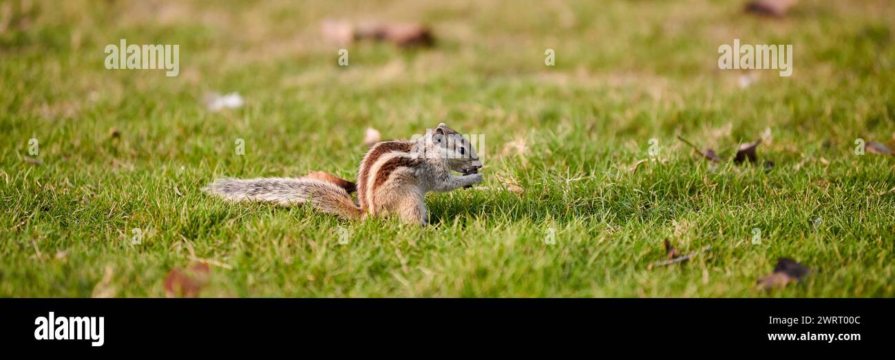 Charming little chipmunk sitting on green grass lawn and eats nuts ...