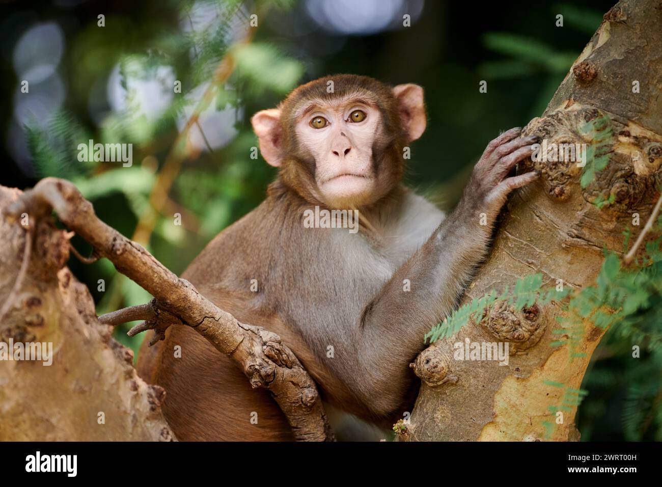 Congo rainforest plants hi-res stock photography and images - Alamy