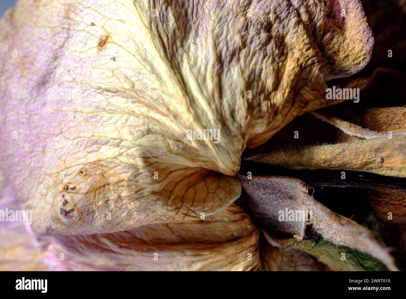 photo of a dry, withered pink rose, distinct petal texture, dry flowers ...