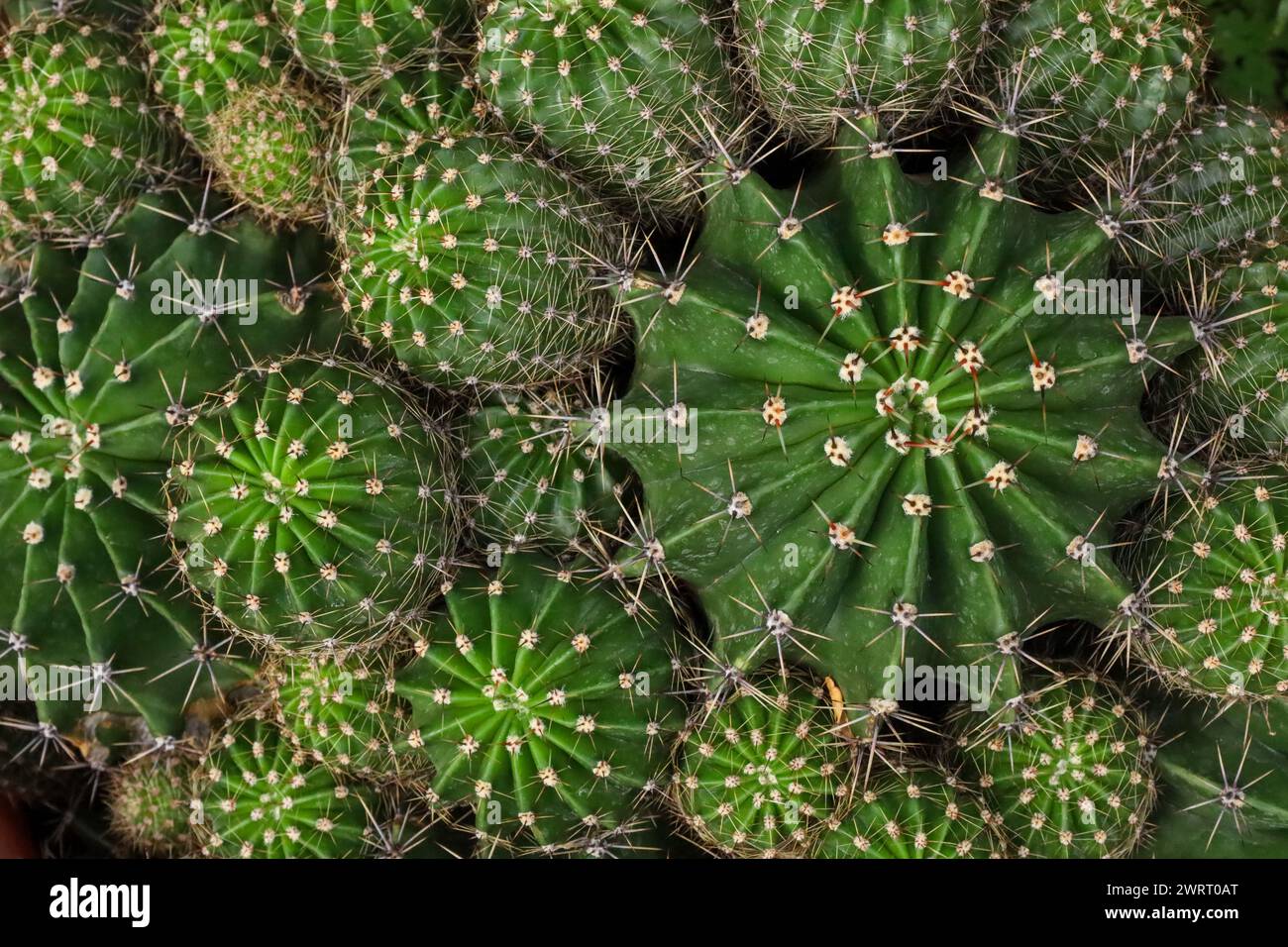 An array of green cacti creating a natural backdrop Stock Photo - Alamy