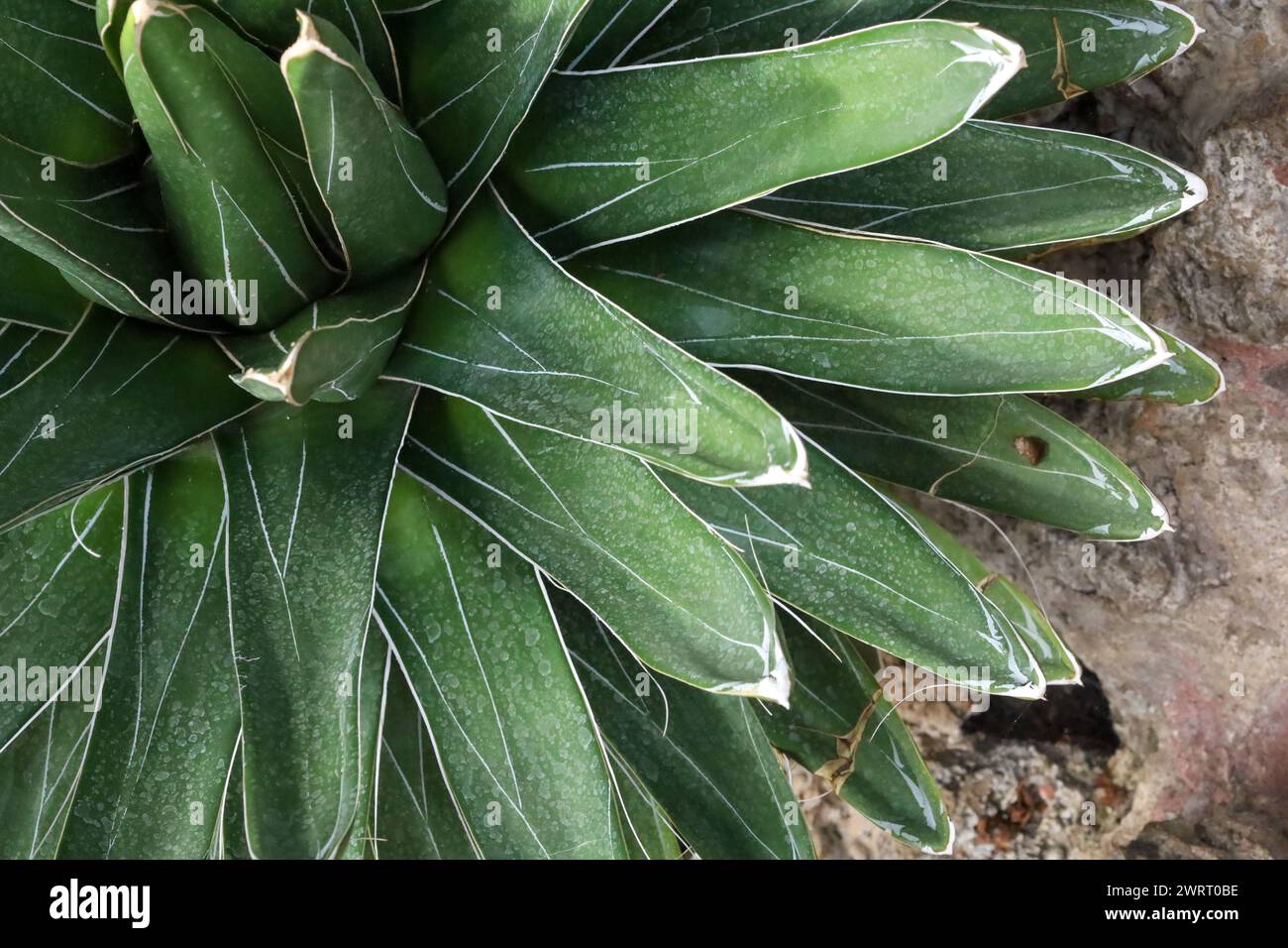 A close-up shot of Queen victoria agave, Agave victoriae-reginae Stock ...