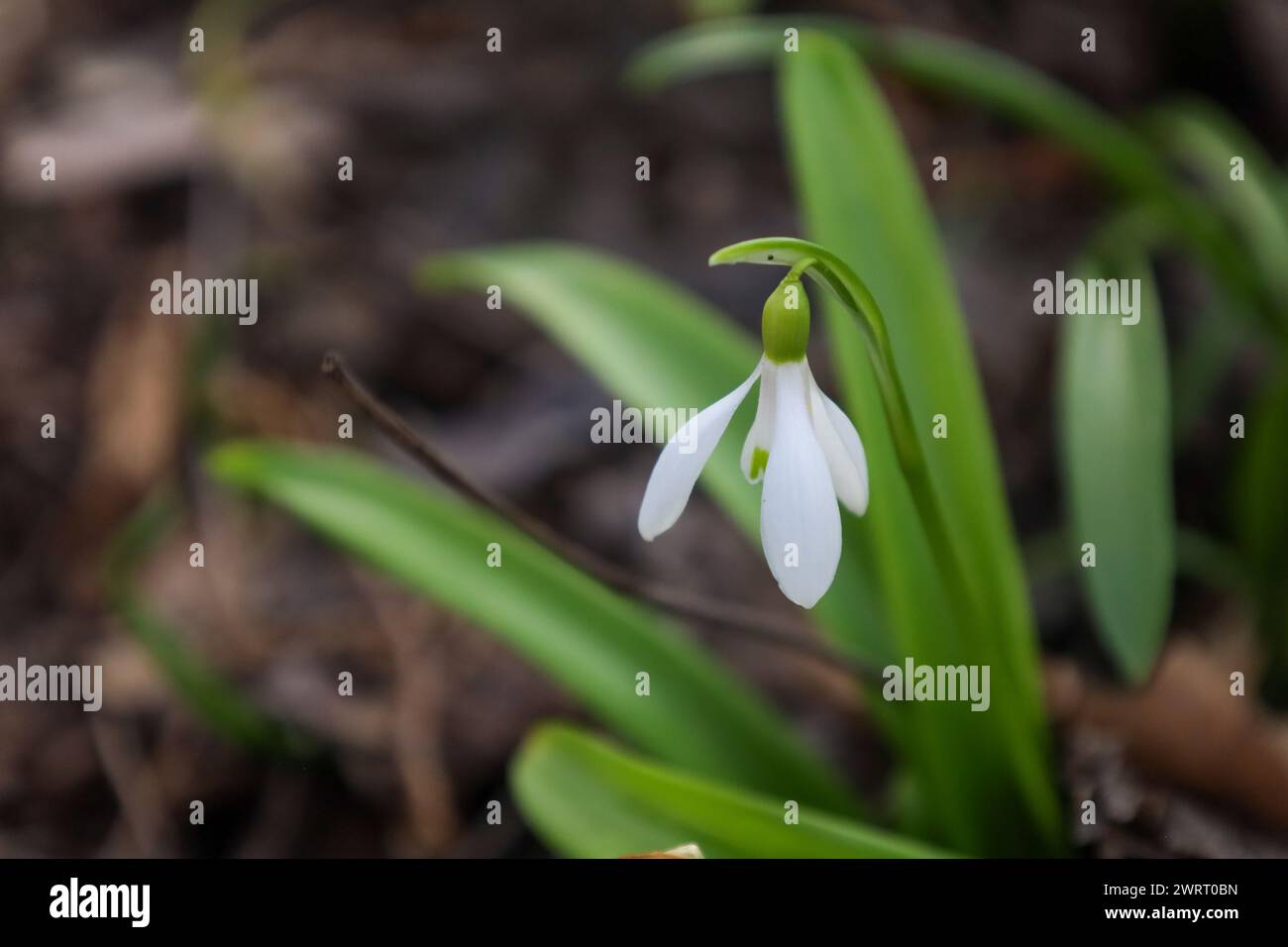 A snowdrop flower fully bloomed on a stem, revealing delicate petals ...