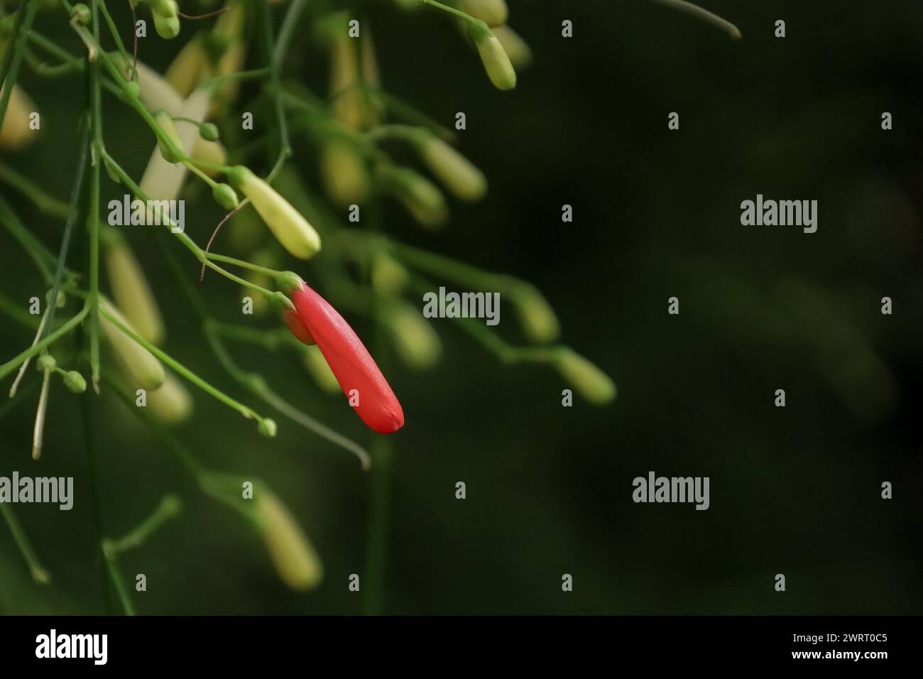 A vibrant red bud of a firecracker flower Stock Photo - Alamy
