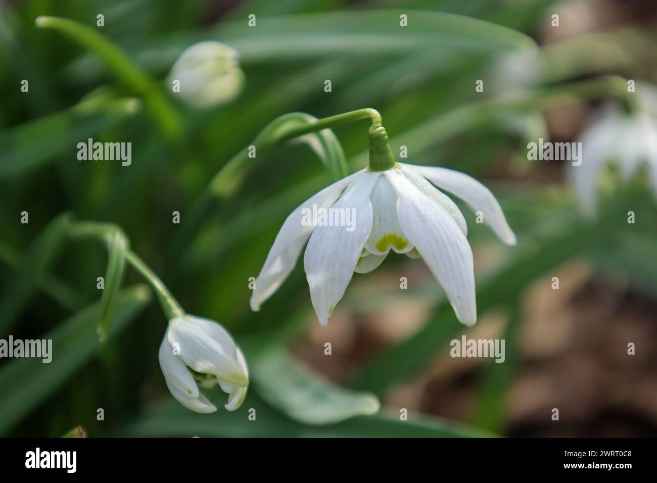 The snowdrops against a green backdrop Stock Photo - Alamy
