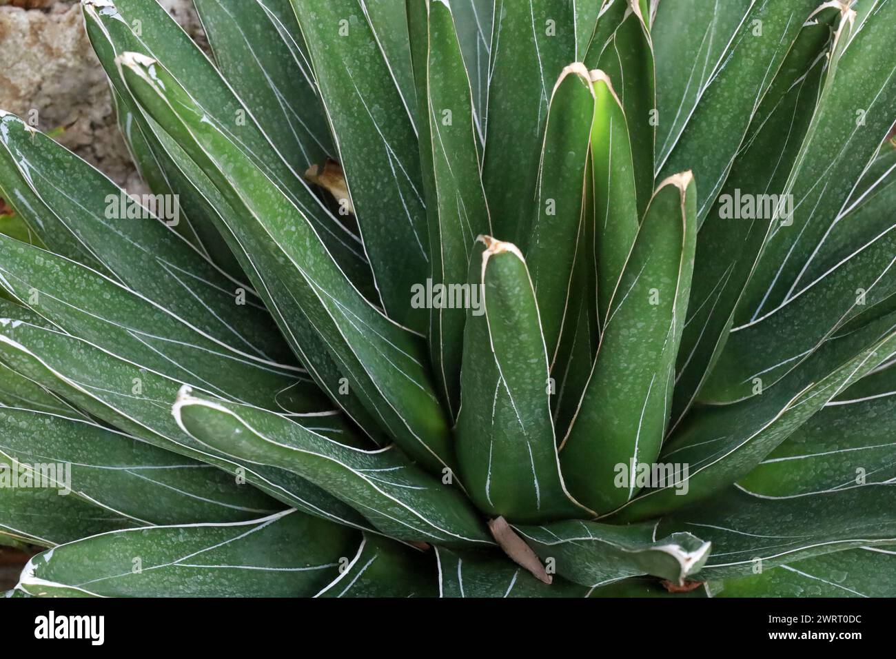 Agave victoria reginae plant hi-res stock photography and images - Alamy
