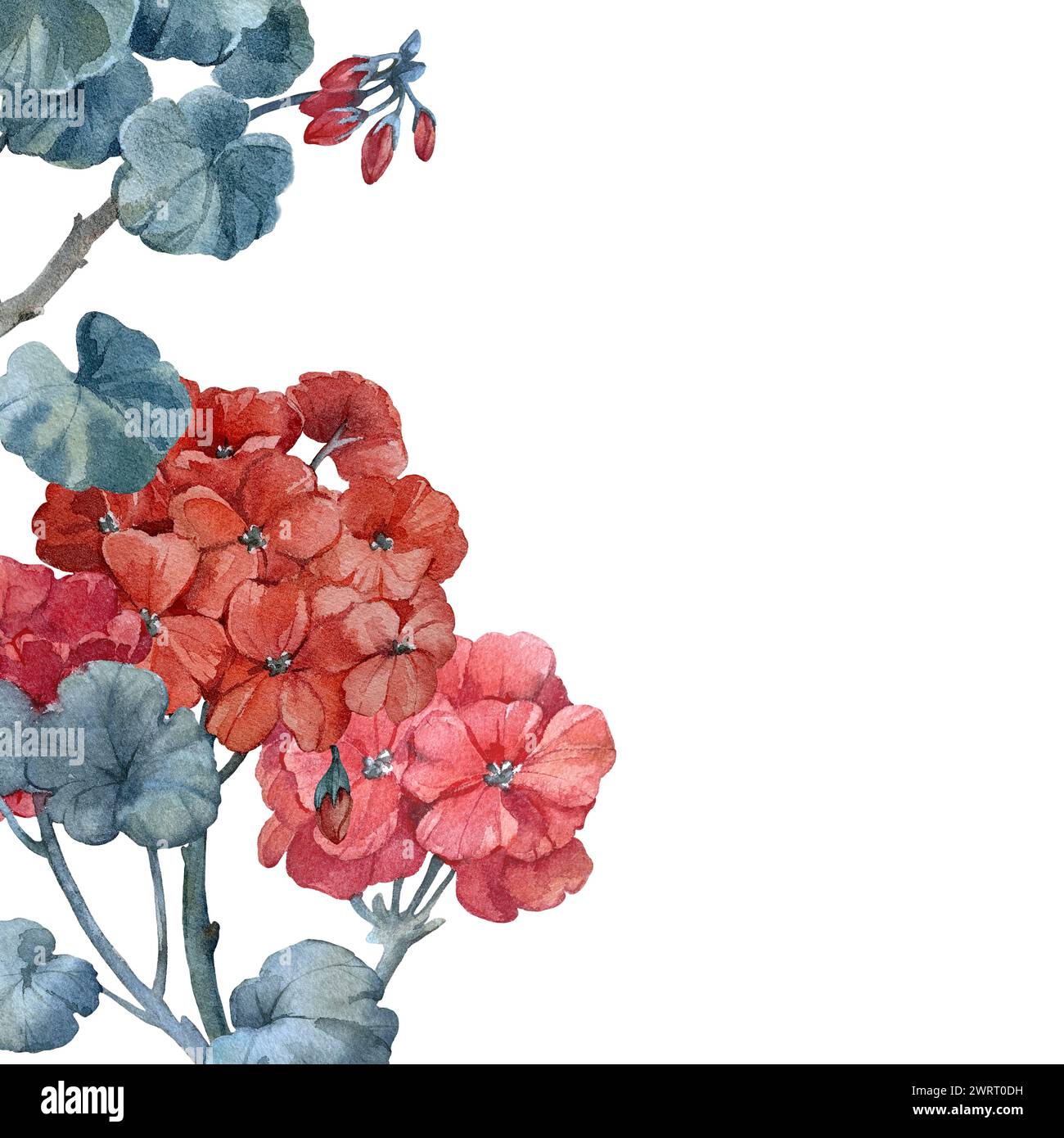 Composition with branches leaves and flowers of geranium.Hand drawn ...