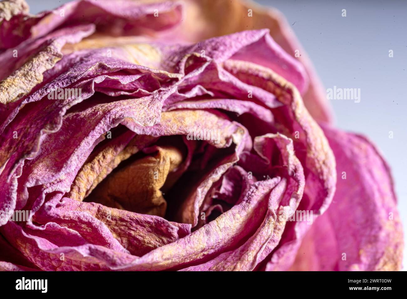 photo of a dry, withered pink rose, distinct petal texture, dry flowers ...