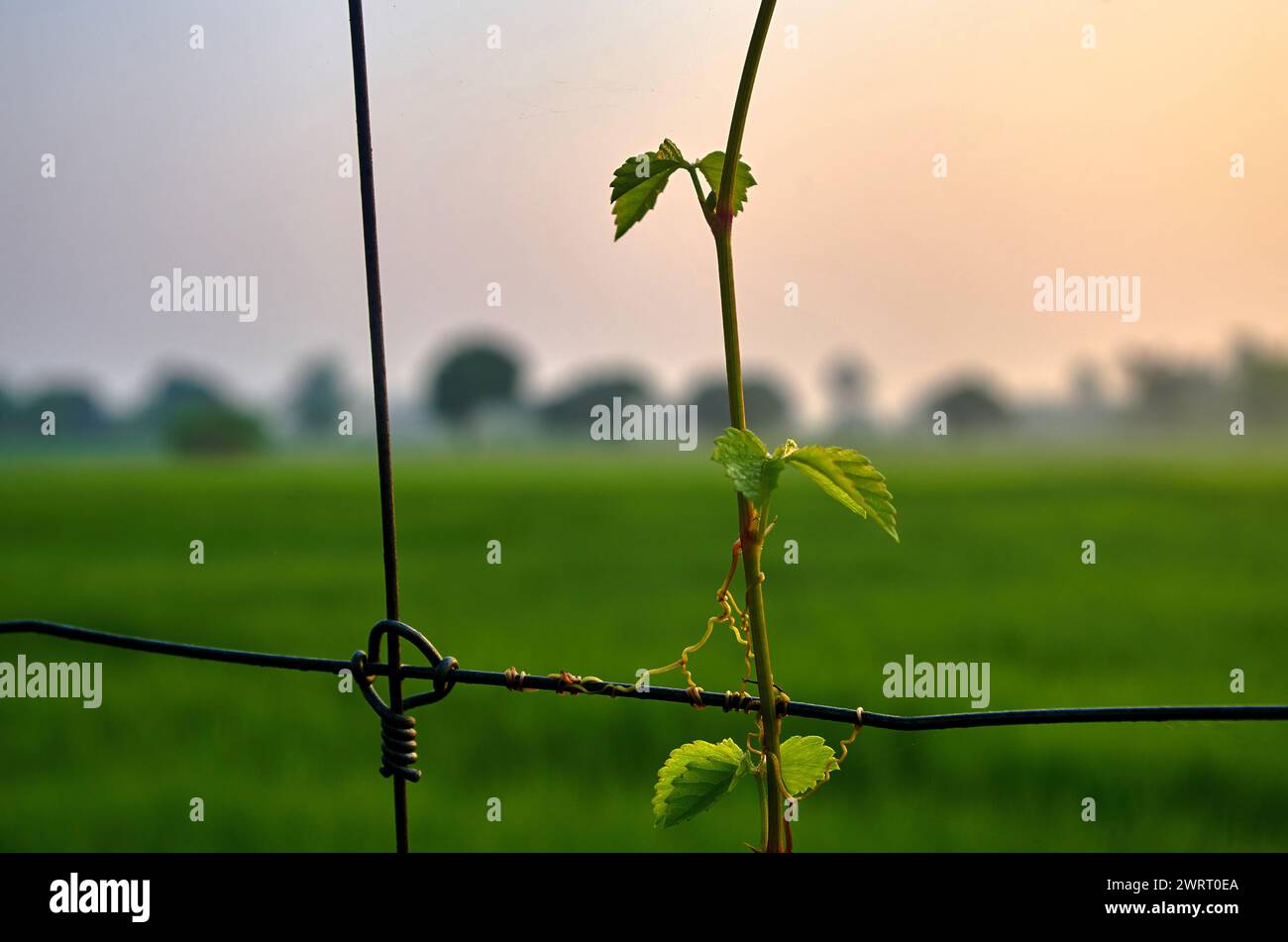 Vine on the wire fence with rural scene background Stock Photo - Alamy