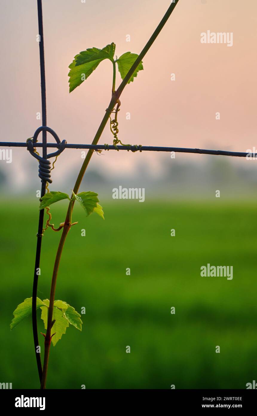 Vine on the wire fence with rural scene background Stock Photo - Alamy