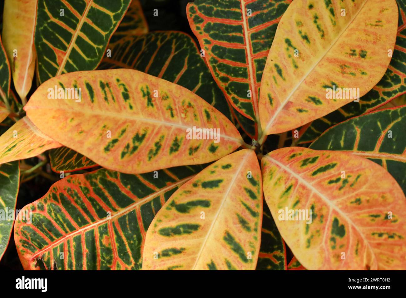 Closeup shot garden croton hi-res stock photography and images - Alamy
