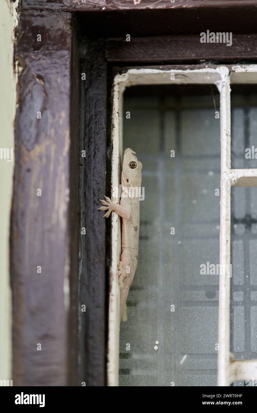 Small nimble gecko crawls on house window indoor, delicate feet of cute ...