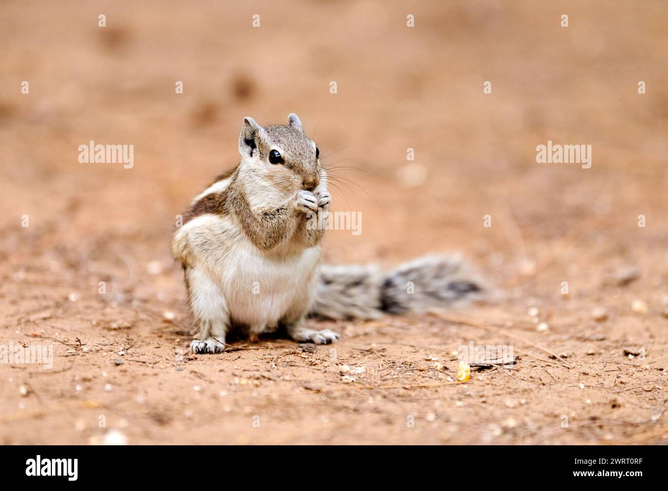 Cute little chipmunk sitting on ground and eats kernel of corn in green ...