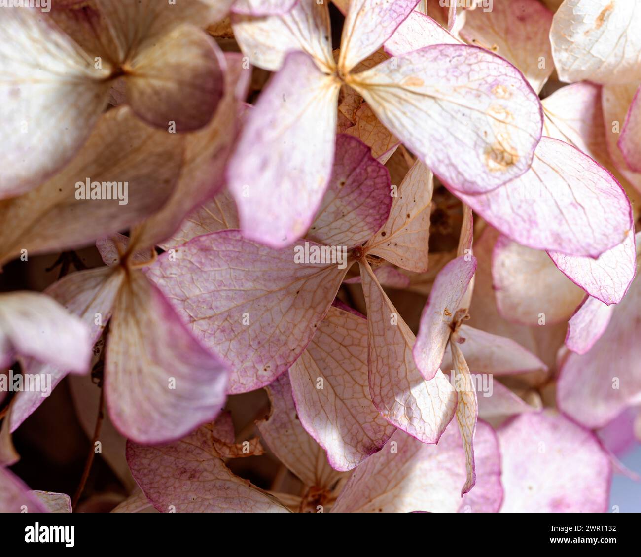 photo of a dry, withered pink rose, distinct petal texture, dry flowers ...