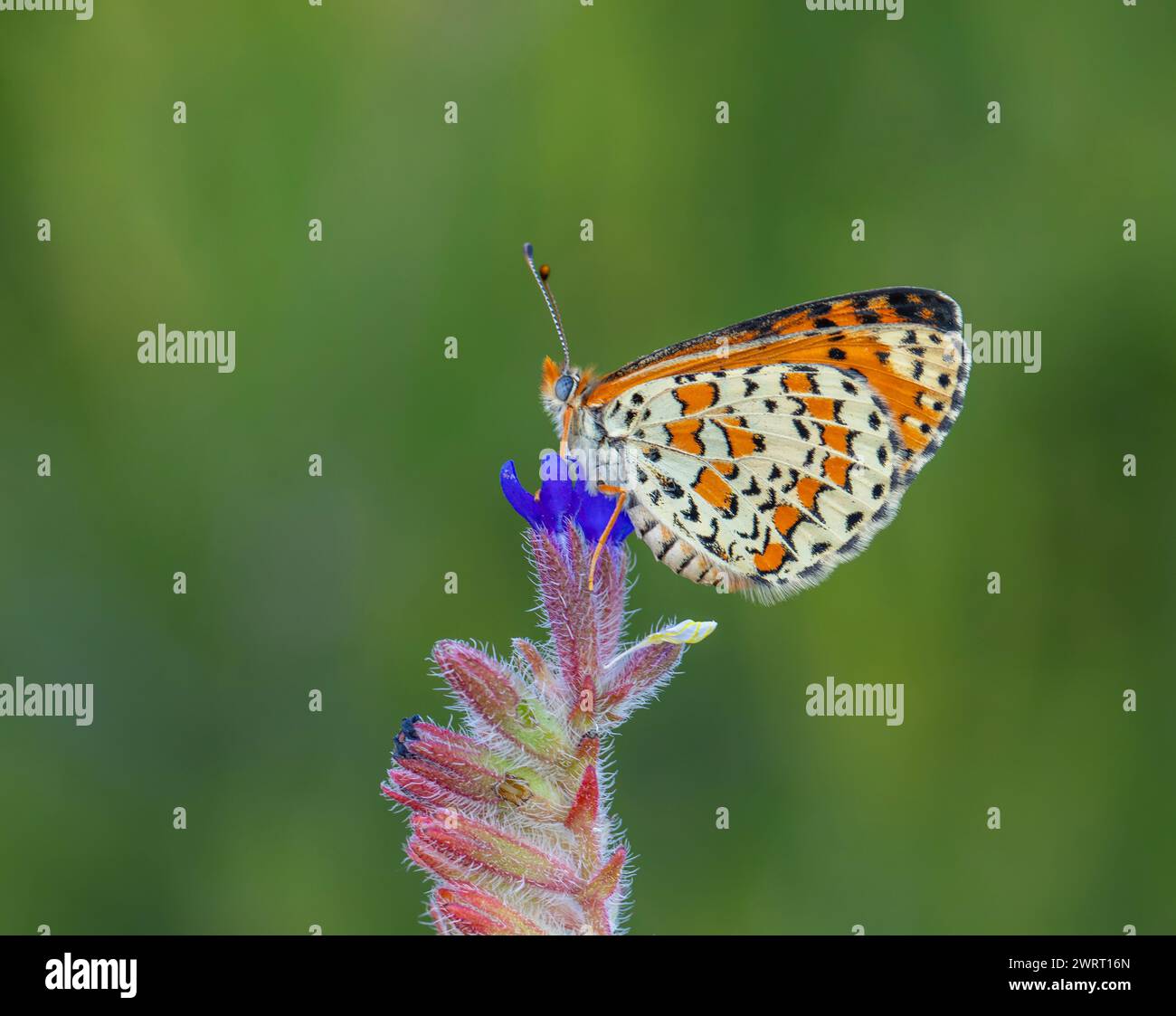 Beautiful iparhan butterfly ; Melitaea trivia ( Syriaca Stock Photo - Alamy