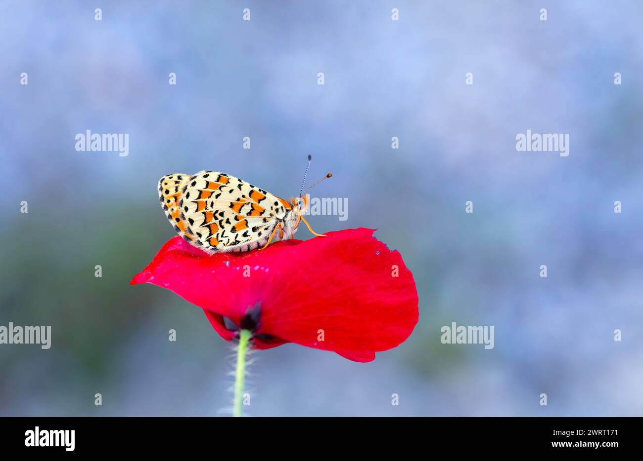 Beautiful iparhan butterfly ; Melitaea trivia ( Syriaca Stock Photo - Alamy