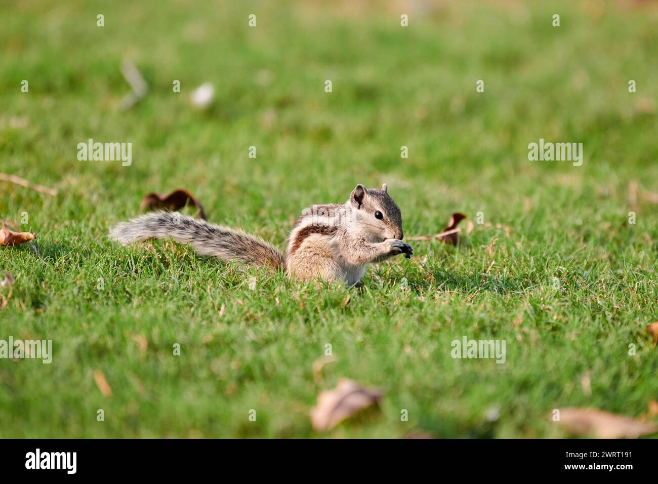Charming little chipmunk sitting on green grass lawn and eats nuts ...