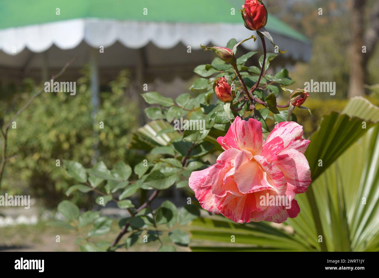 Red and white flower Stock Photo - Alamy