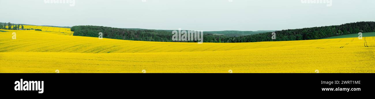 Panorama with the yellow rapeseed fields and forest in Moravia, Czech ...