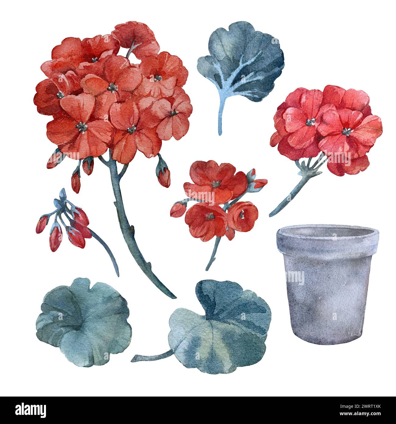 Set of watercolor illustrations: leaves flowers and geranium buds ...
