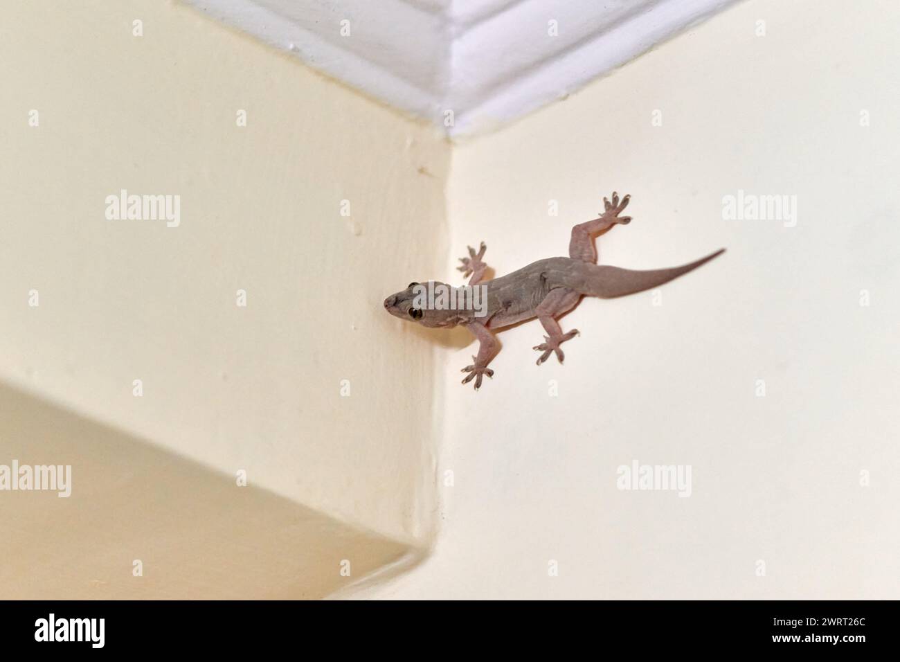 Small nimble gecko crawls on wall inside house, delicate feet of cute ...