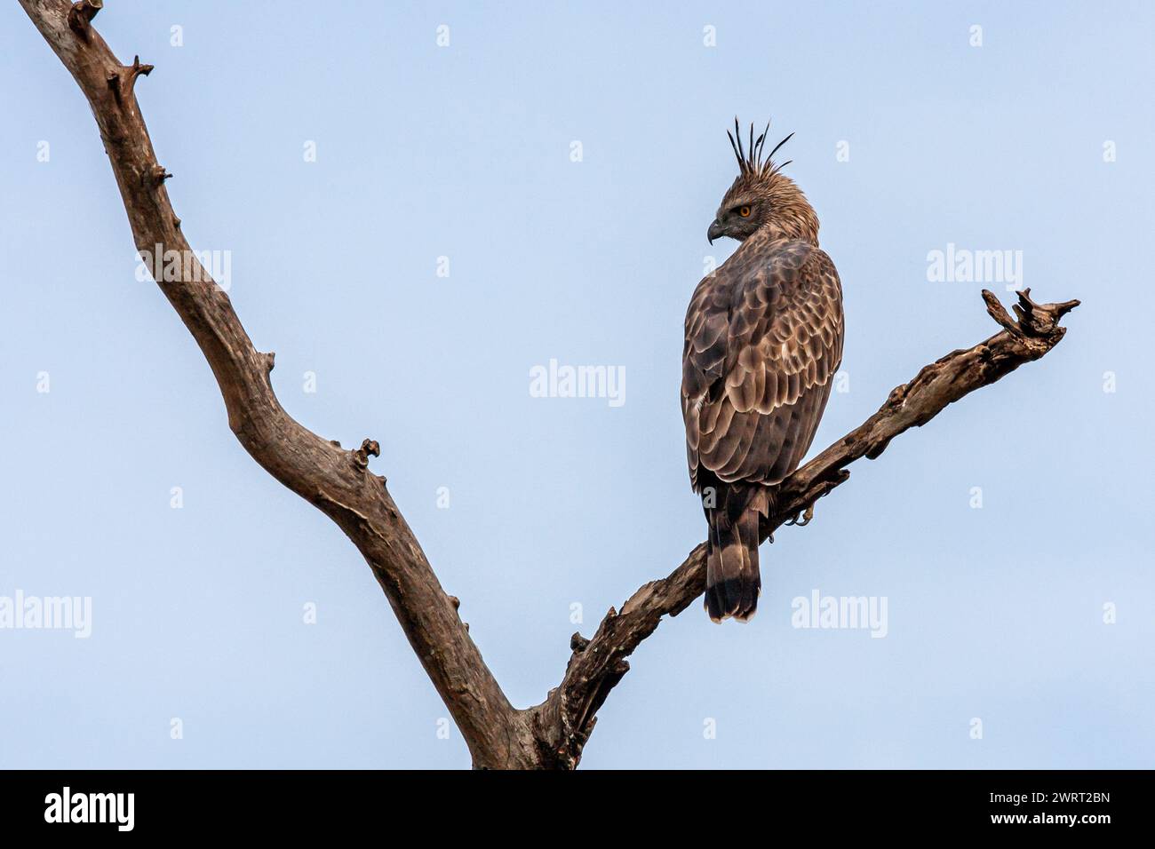 Sri Lanka, Uda Walawe National Park, Changeable (Crested) Hawk-Eagle (Nisaetus cirrhatus Stock ...
