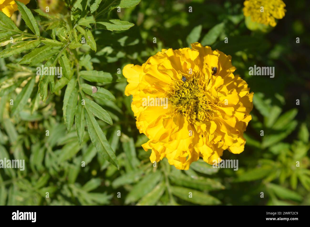 YELLOW FRENCH MARIGOLD TAGETES PATULA MISTER MAJESTIC FLOWER IN AN ...