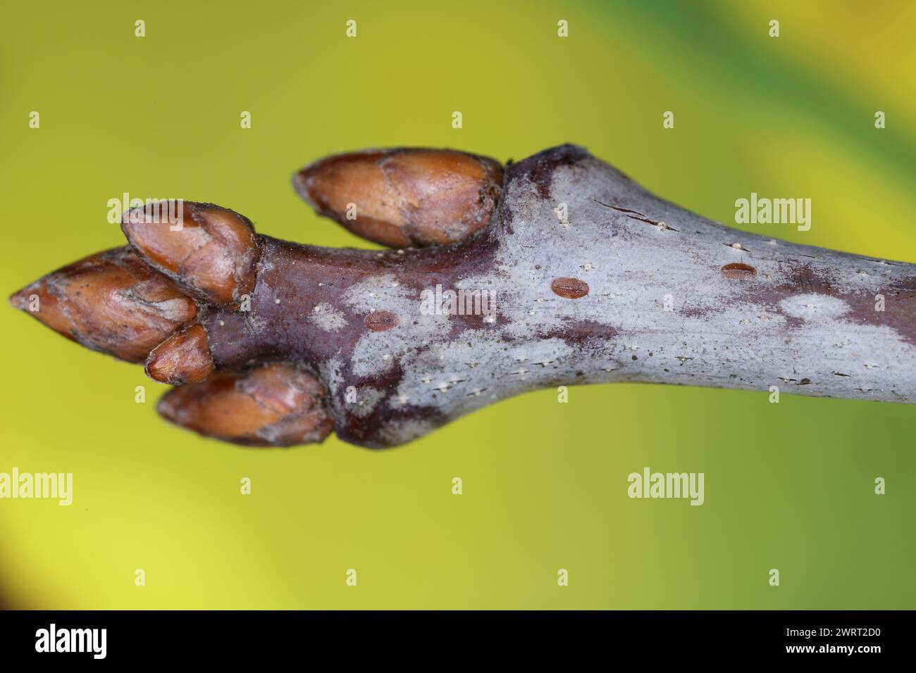 Insect sucking plant juices coccid, scale on the plant shoot Stock ...