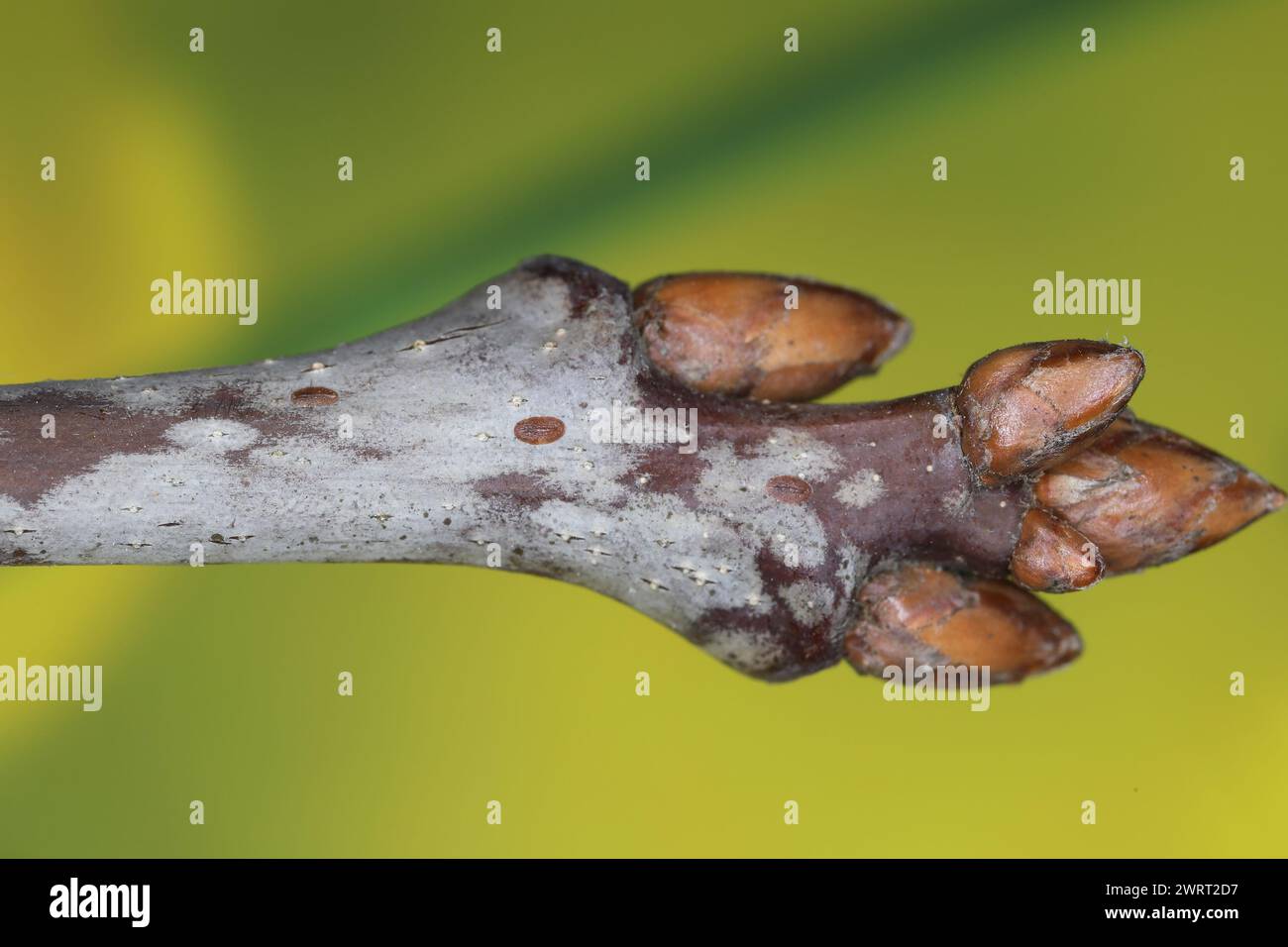 Oak leaf buds hi-res stock photography and images - Alamy
