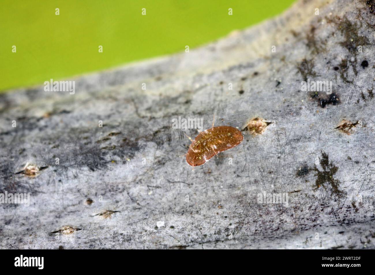 Insect sucking plant juices coccid, scale on the plant shoot Stock ...