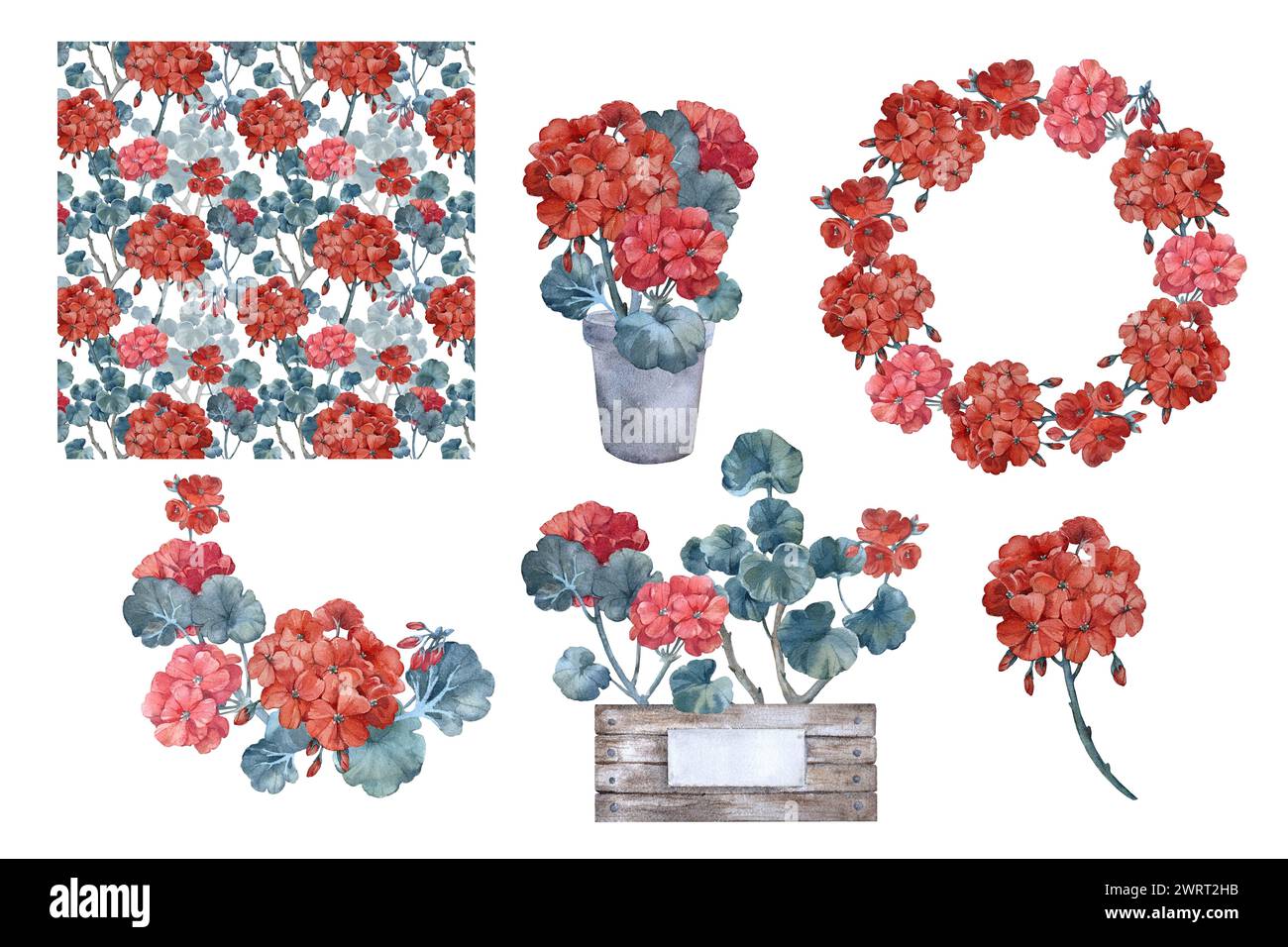 Set of floral watercolor illustrations with geranium flowers: wreath ...