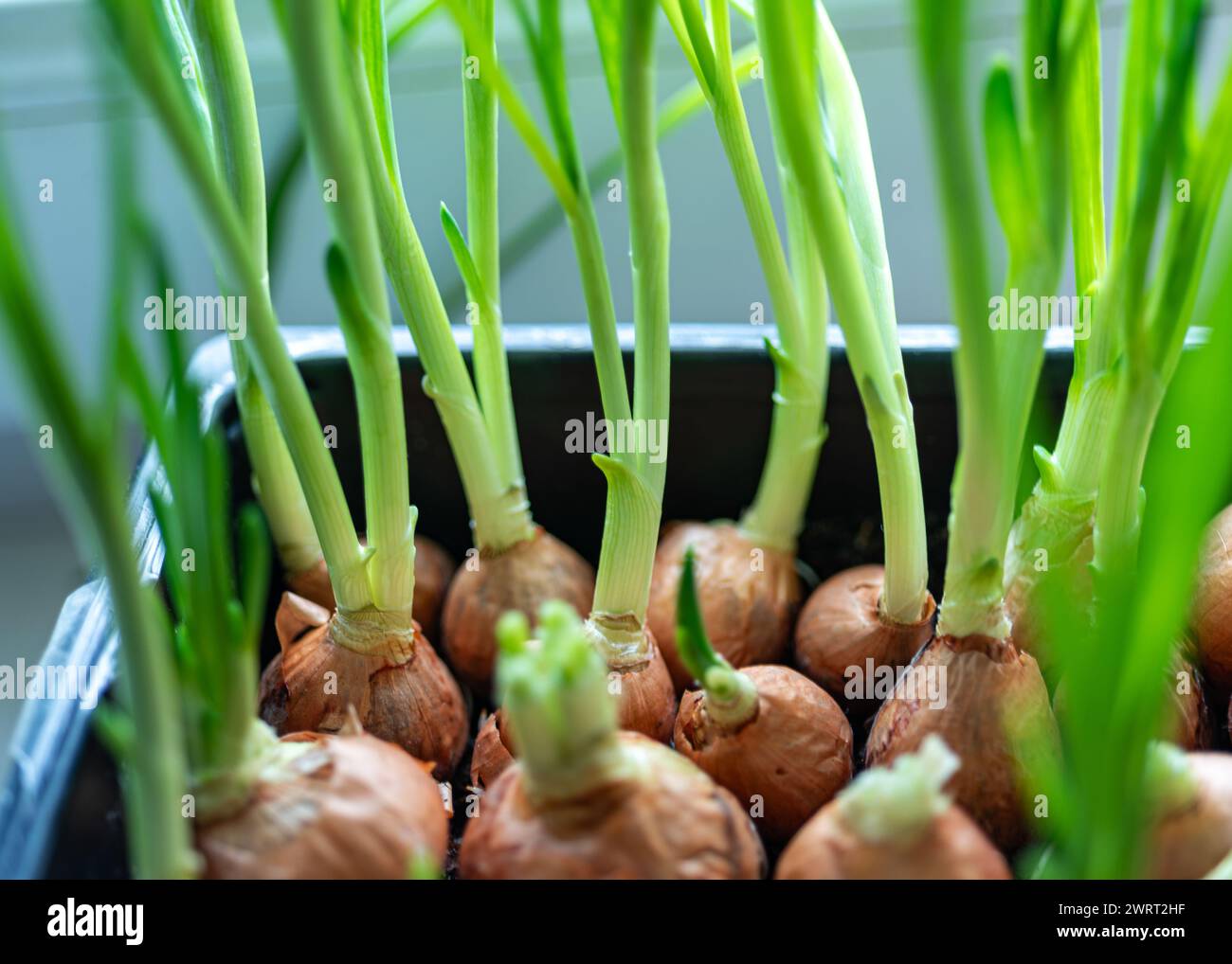 growing onions for food, the first healthy greens in spring, vegetarian ...