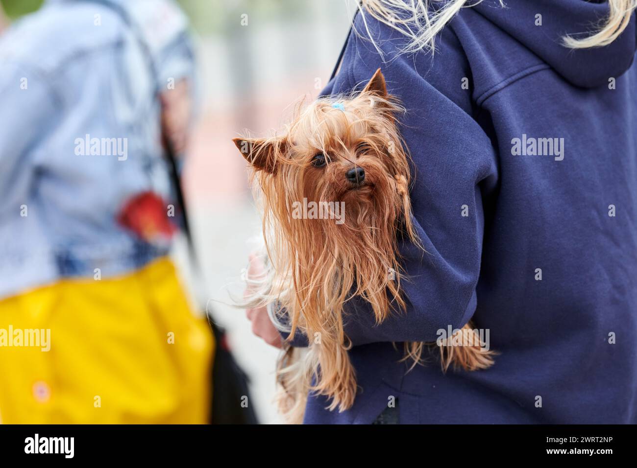 Miniature long haired yorkie hi-res stock photography and images - Alamy