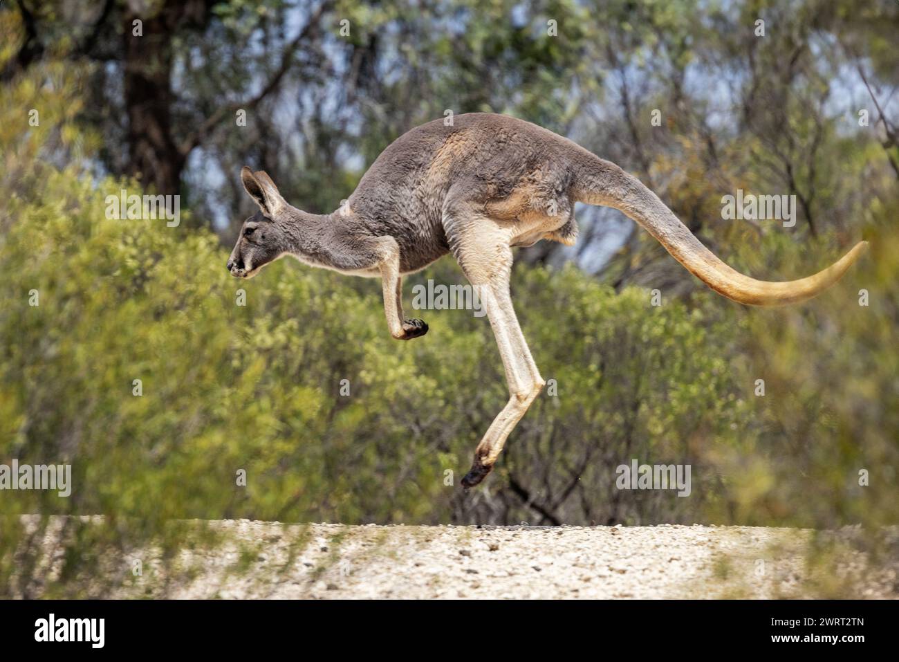 Bounding kangaroo hi-res stock photography and images - Alamy