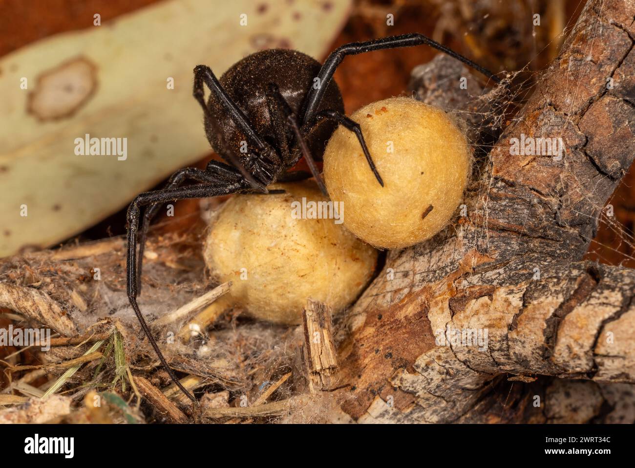 Australian Red-backed Spider with eggs Stock Photo - Alamy