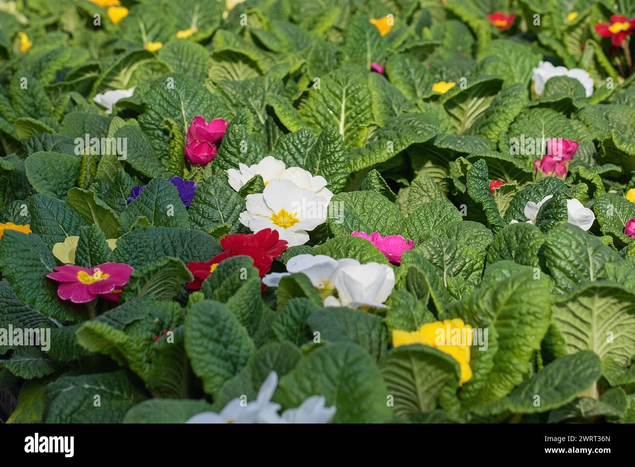 Spring sale of garden plants at Hanc Farm in Vranany, Czech Republic ...