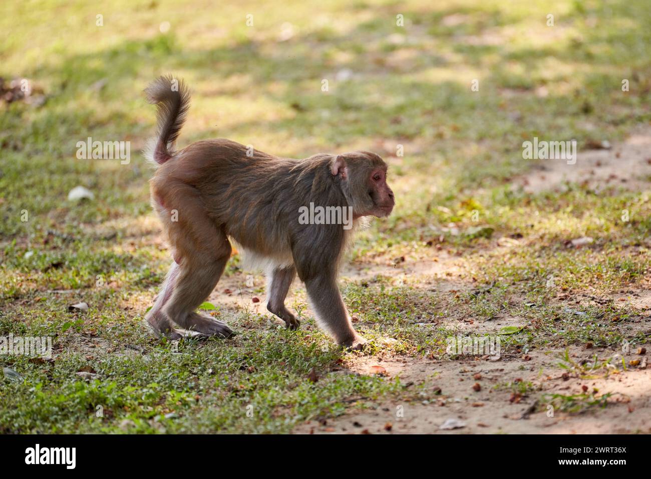 Cute little monkey walks on green lawn in Indian public park evoking ...