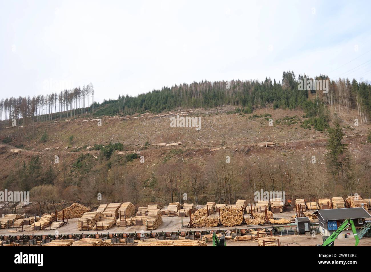 Thueringer Wald 10.03.2024, Kernsthal, Holz liegt gestapelt in einem ...