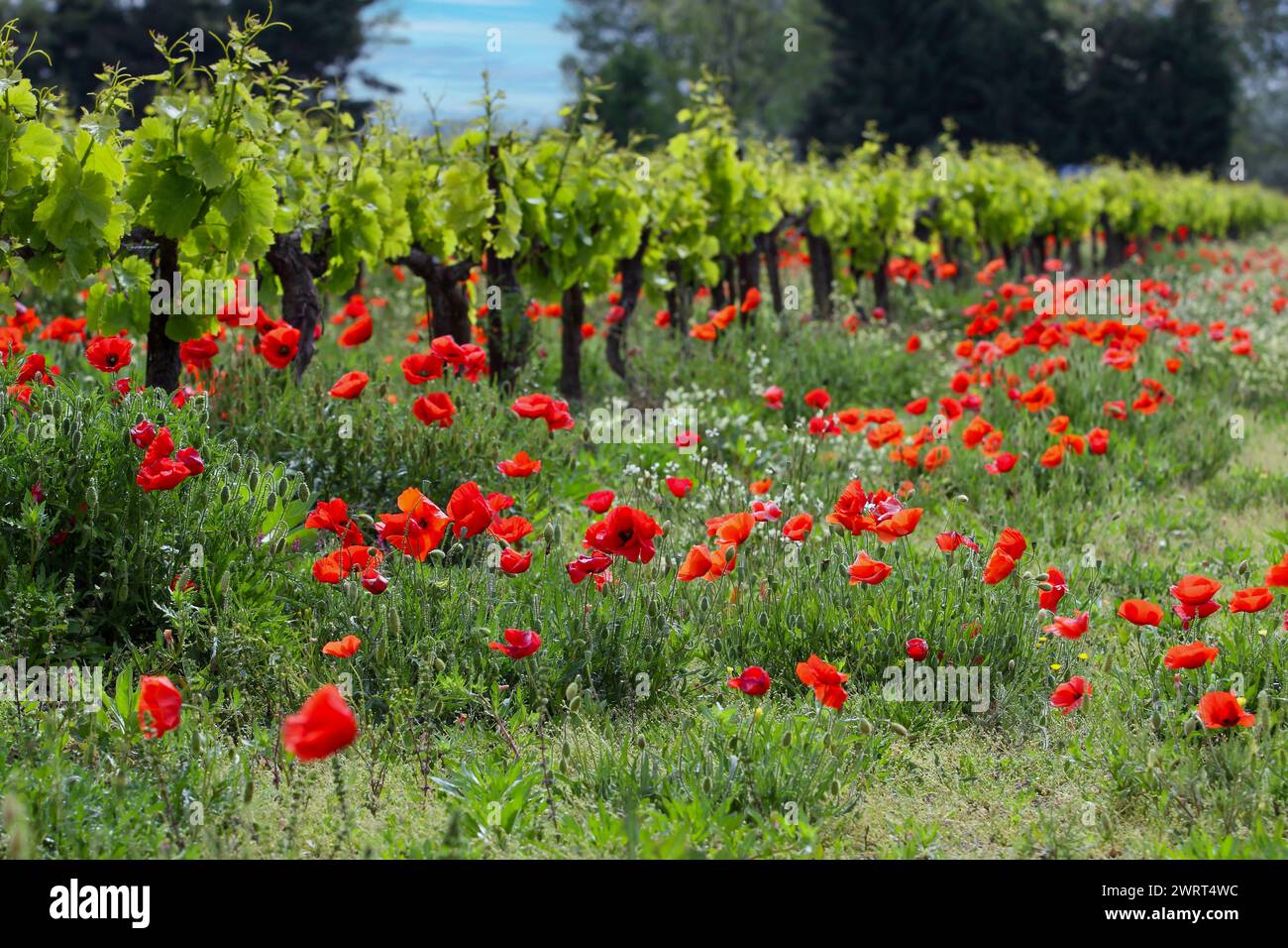 Pesticide free hi-res stock photography and images - Alamy