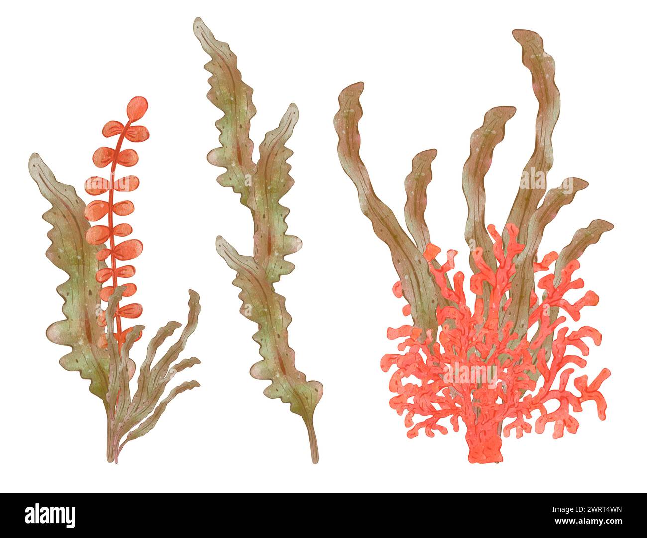 Set of watercolor seaweed bush. Multicolored sea plant isolated on ...
