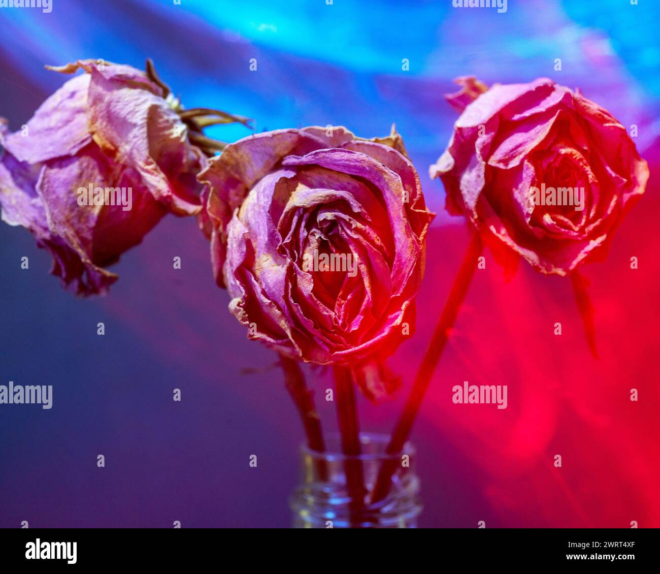 light drawing, photo of a dry, withered pink rose, distinct petal ...