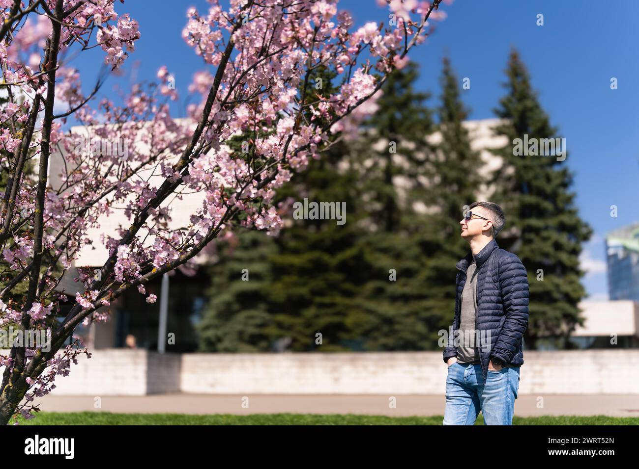 Man in jeans and thin down jacket in spring admiring pink cherry ...