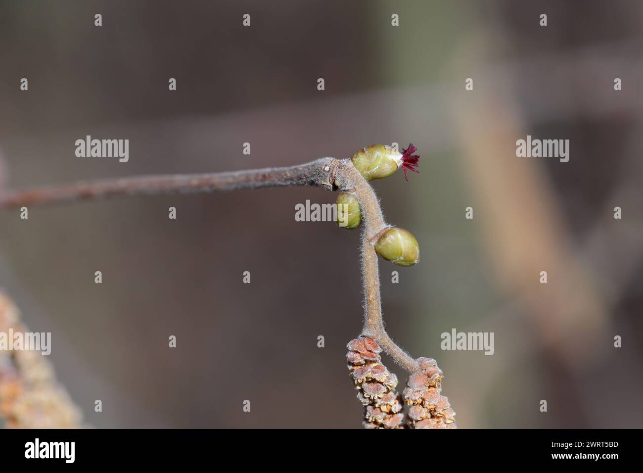 Flowering hazel (Corylus avellana). A tiny female flower on a twig in ...