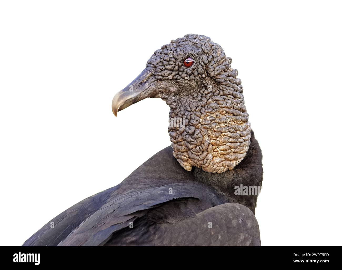 Black vulture (Coragyps atratus),On White Background. Portrait One Ugly ...